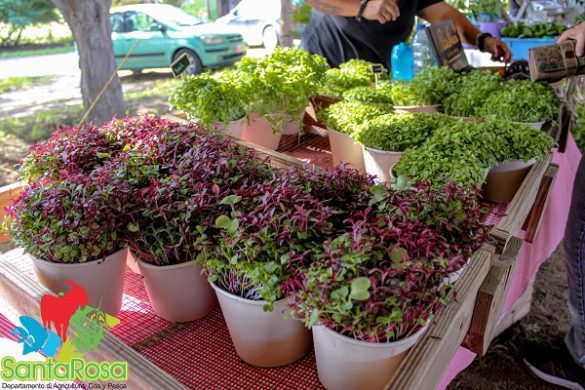 Bin disfruta di nos Mercado Santa Rosa den ambiente di Bazaar di Pasco ...
