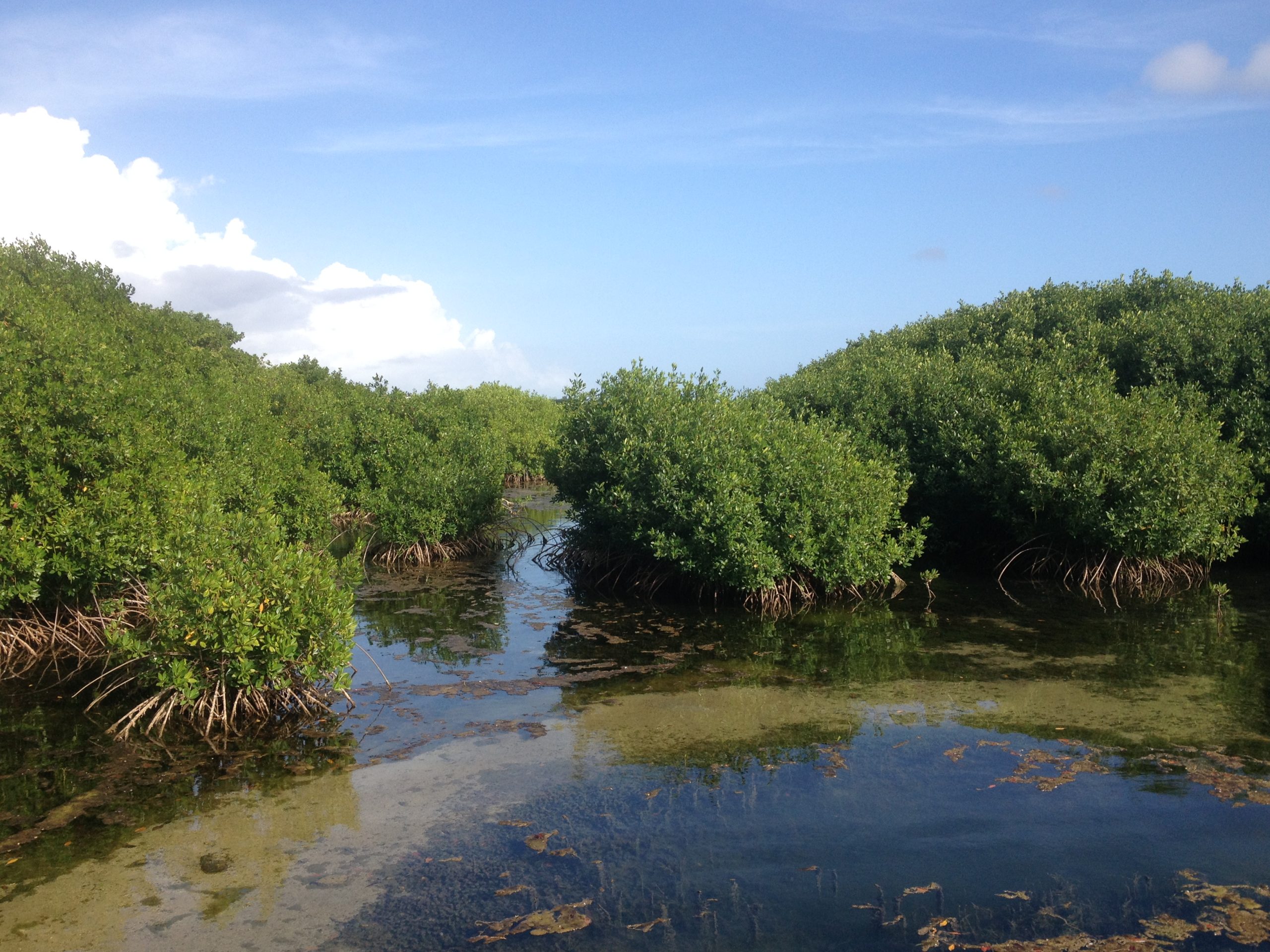 Dia mundial di zonanan humedo - EA News Aruba