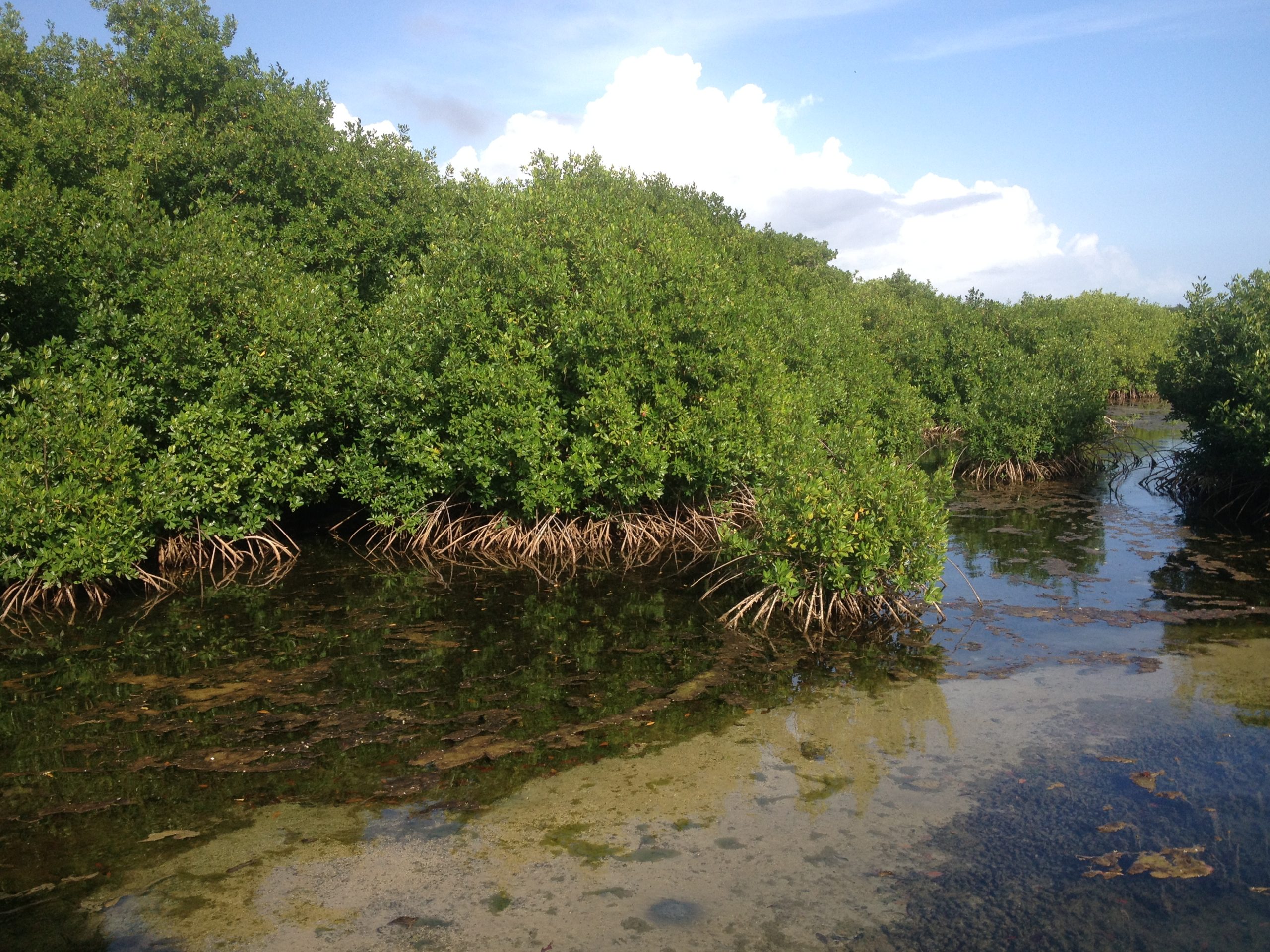 Dia mundial di zonanan humedo - EA News Aruba