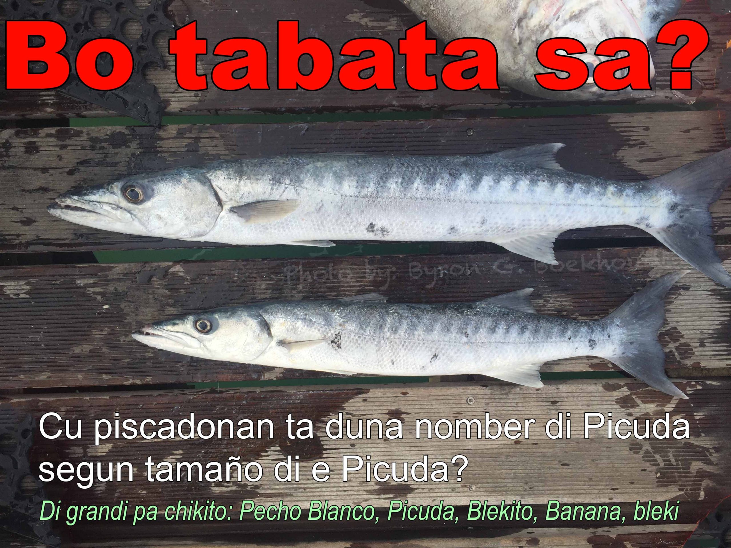 Nomber di pisca na Papiamento: Picuda - EA News Aruba