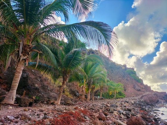 Saba to plant 5,000 trees under reforestation project - EA News Aruba
