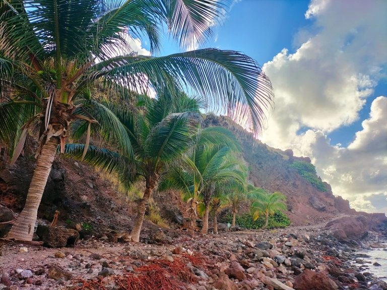Saba to plant 5,000 trees under reforestation project - EA News Aruba