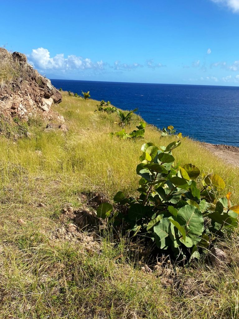 Saba to plant 5,000 trees under reforestation project - EA News Aruba