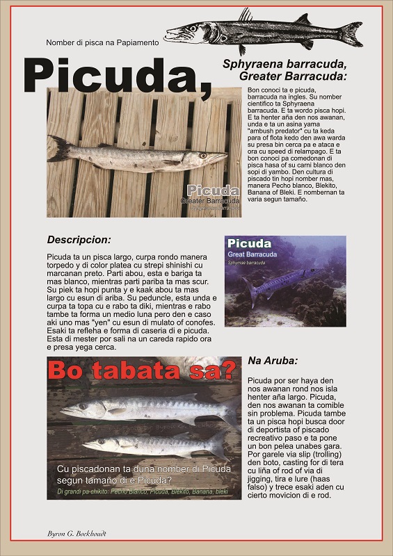 Nomber di pisca na Papiamento: Picuda - EA News Aruba