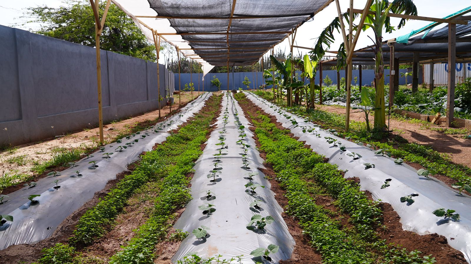 STR agriculture farm in Alto Vista produces fruits and vegetables for ...