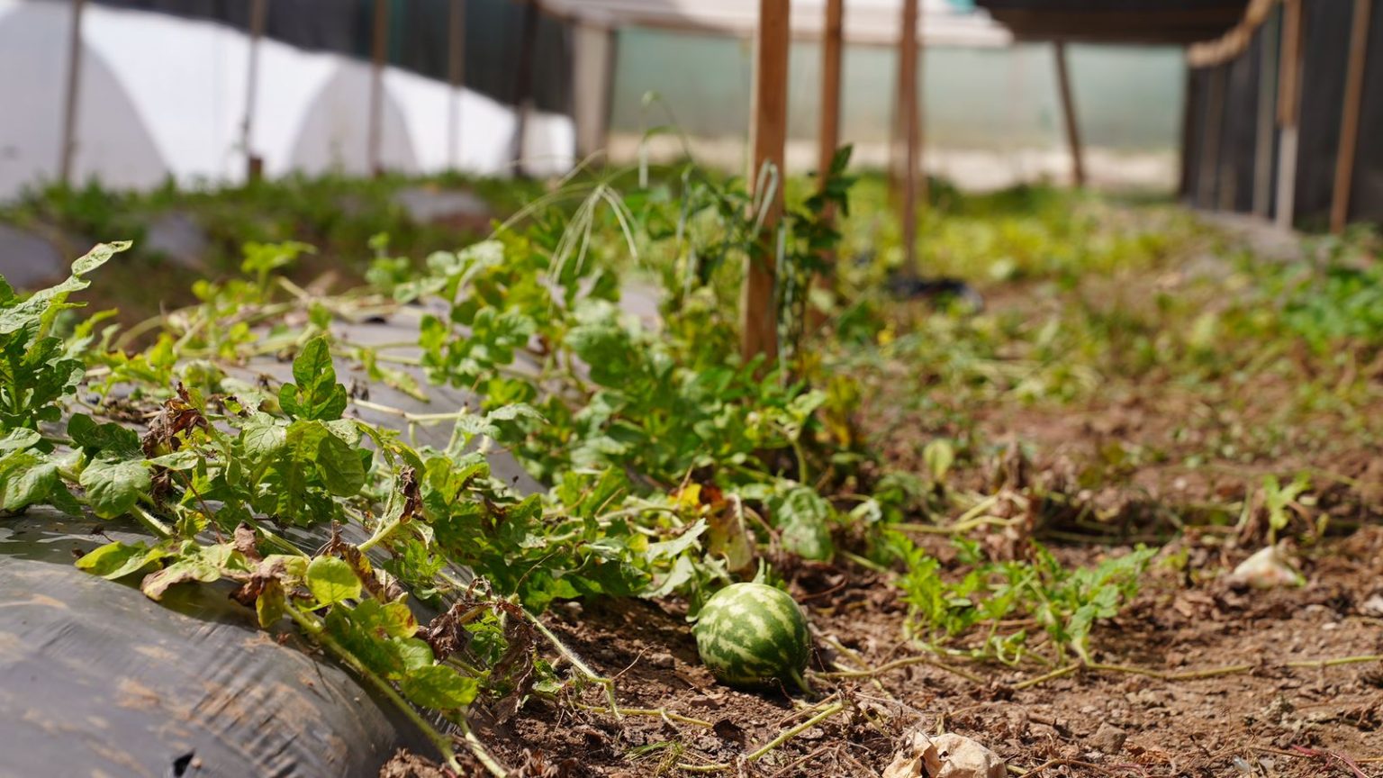 STR agriculture farm in Alto Vista produces fruits and vegetables for ...
