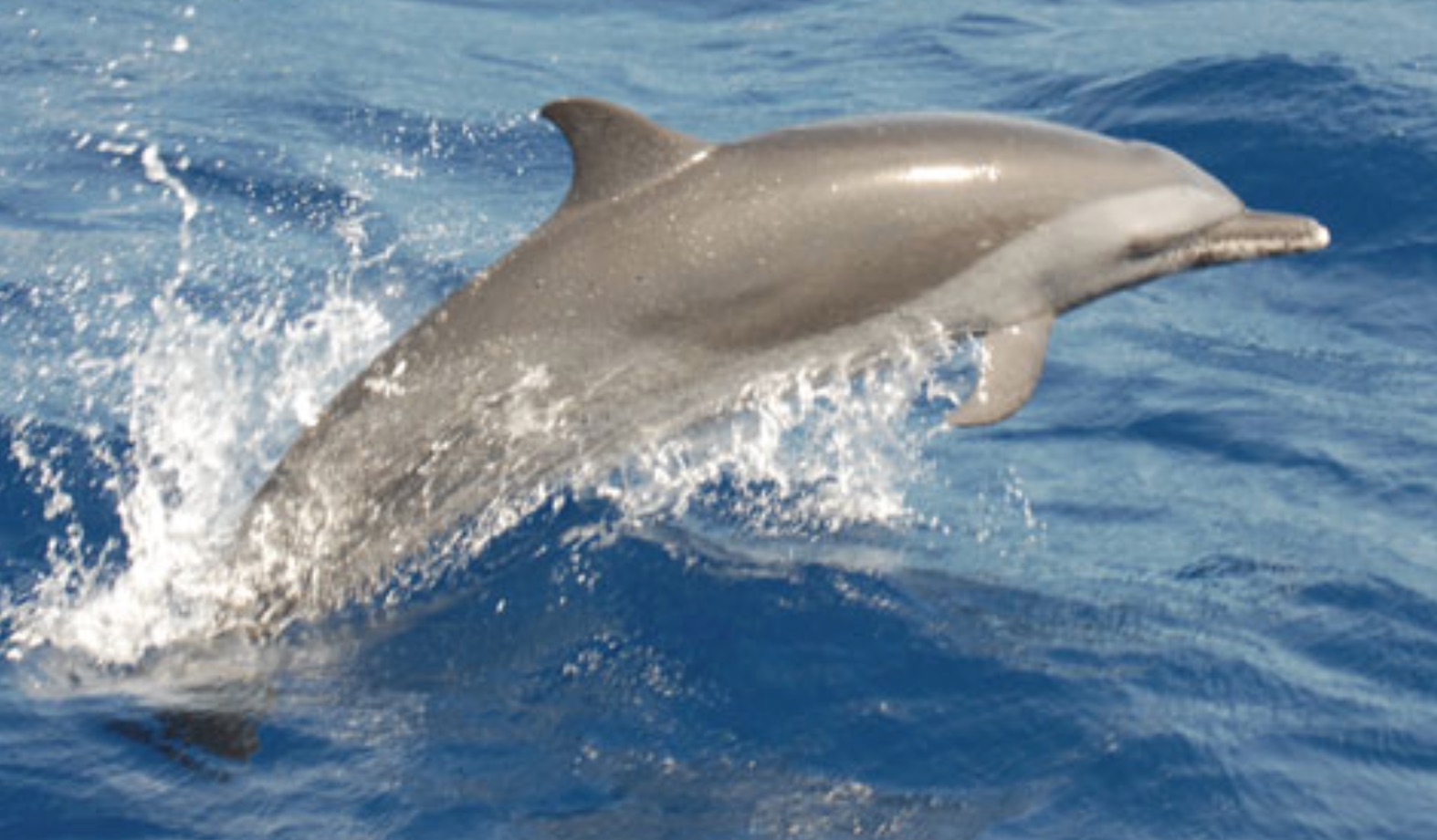 A stranded Dolphin at Eagle Beach - EA News Aruba