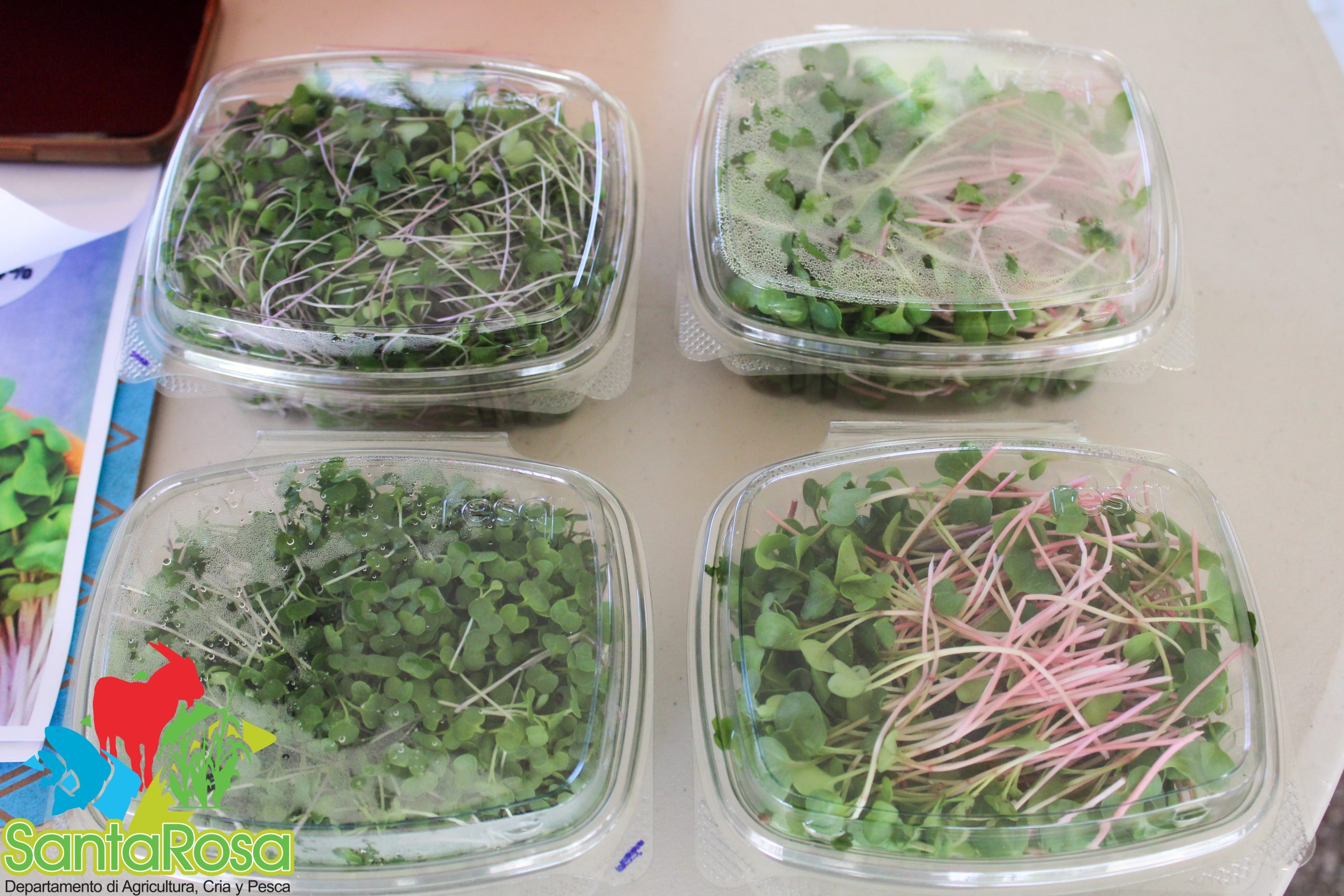 Mercado Santa Rosa y Pop Up Market pa 2024 - EA News Aruba